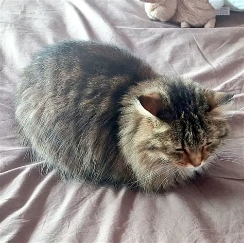 Fluffy Loaf Scrolller Fluffy Loaf Scrolller