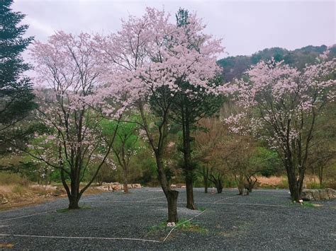 아름채 캠핑장 일상캠핑강원도캠핑횡성캠핑장태기산태기산근처캠핑장캠핑장추천 강원도에도 벗꽃이 만발~ 🌸 봉오리 지던 꽃들이 어제부터 활짝 피었네요~ 봄벗꽃
