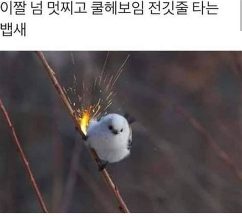 뱁새가 황새 따라잡을려다가 Cute little animals Animal memes Cute drawings