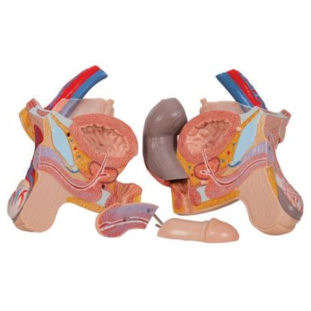 3B Scientific Deluxe 31 Part Dual Sex Human Muscles Torso Model Medi Shop Gr