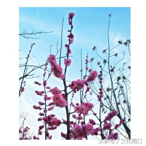 手機隨拍 花兒盛開時 周口師範學院梅花飄香 每日頭條