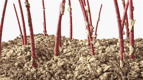 Skin Surface 3d Model Turbosquid 1947777