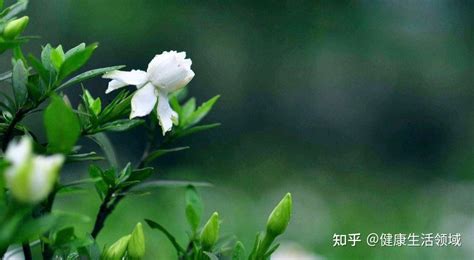 “个性”中药【栀子】：通泻三焦之火，可清所有脏腑之热 知乎