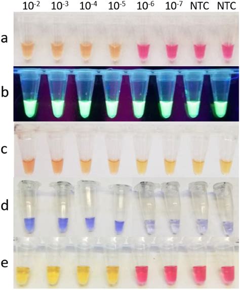Colorimetric Lamp Detection With A 100 µm Phenol Red B 100 µm Calcein Download Scientific