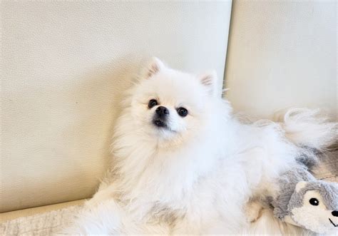 포메라니안 갈치 포메라니안종류 말티즈종류 말티푸종류 푸들종류 먼치킨종류 랙돌종류 브리티쉬숏헤어종류 스코티쉬폴드종류 러시안블루종류 소형견성격 중형견성격 대형견성격 비숑프리제