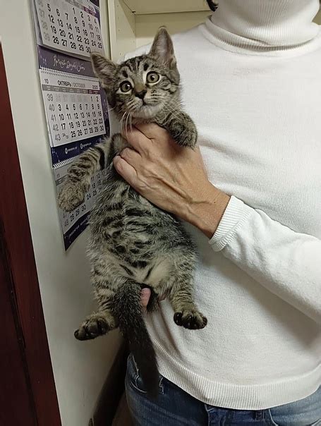 Санкт петербург и ЛО Ищем Дом и ответственных хозяев Чудо родом из