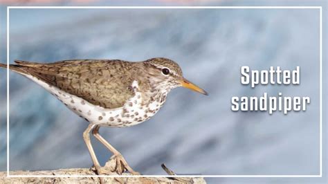 Medium Sized Brown Birds With Long Beaks With Pictures