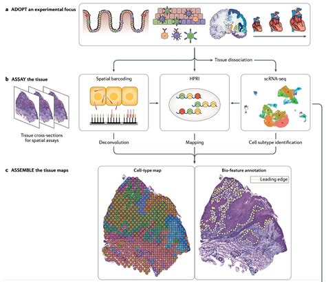 Integration Of Spatial Transcriptomics And Histology Images By Joey