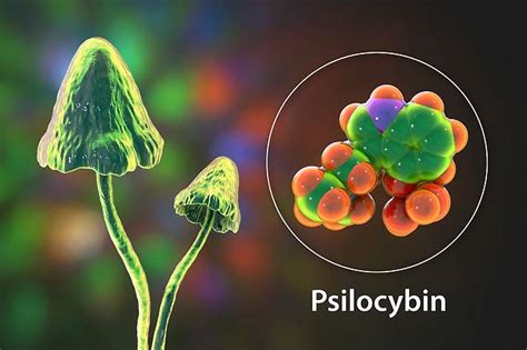 버섯 속 환각 물질 우울증 빠르게 고친다