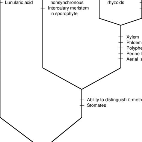 1 Examples Of Monophyletic A Paraphyletic B And Polyphyletic C Download Scientific