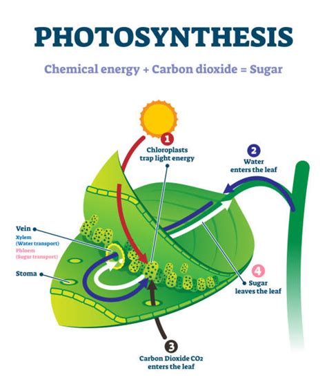 Chlorophyll Diagram