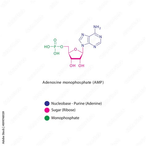 Adenosine Monophosphate Amp Skeletal Structure Schematic Illustration Nucleotide Molecule