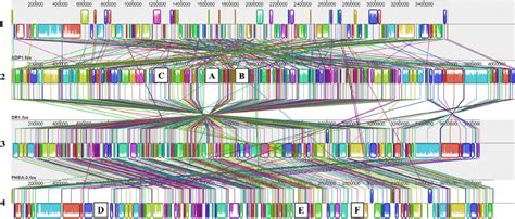 Multiple Genome Alignment Performed Using Mauve Software And The