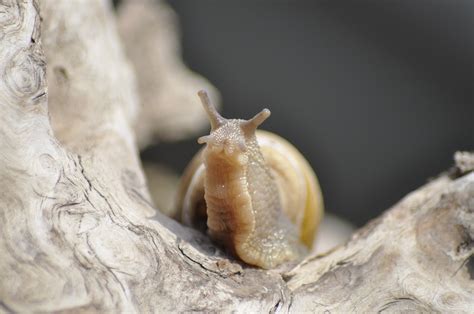 달팽이 대합 조개 Pixabay의 무료 사진 Pixabay