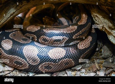 A Royal Python Python Regius At Cango Wildlife Ranch South Africa Stock Photo Alamy
