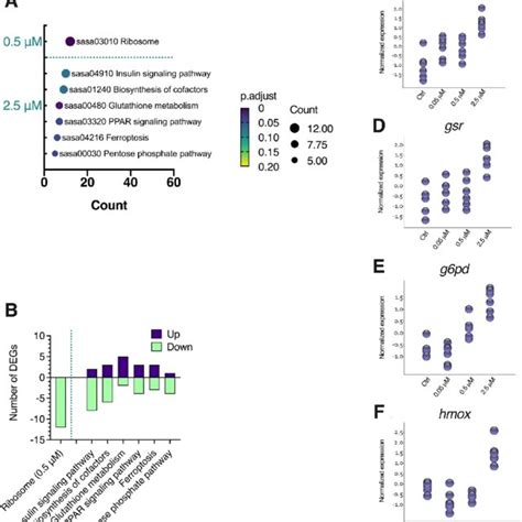 Kegg Pathway Enrichment Analysis Of Differentially Expressed Gene Deg