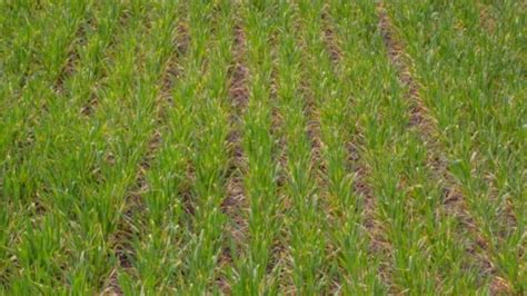 Windrow What Is Windrow Composting Process And How It Works