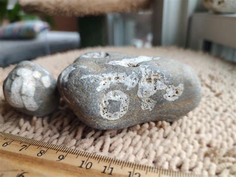 Lake Michigan Fossils R Fossilid