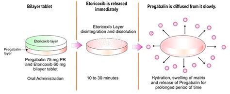 Bilayer Tablet From Oral Administration To After Contact With Gastric Download Scientific