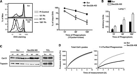 Sec22b Regulates Phagosomal Maturation And Antigen Crosspresentation By Dendritic Cells Cell
