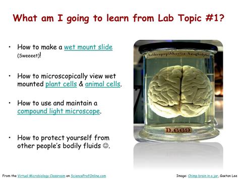 Ppt How To Use A Compound Microscope Basic Microscopy Powerpoint