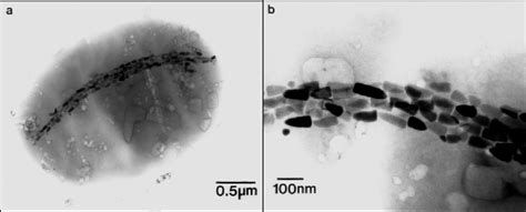 Figure 3 From Biologically Controlled Mineralization In Prokaryotes