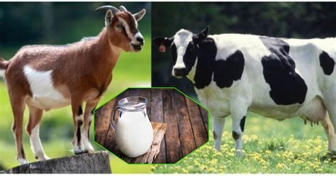 နို့တွေထဲမှာ အကောင်းဆုံး နို့ဖြစ်ကြတဲ့ ဆိတ်နို့နဲ့ နွားနို့ ကွာခြားချက