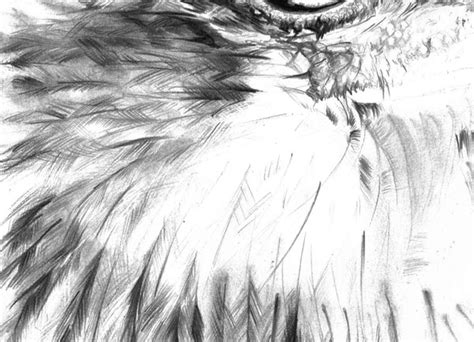 How To Draw A Realistic Bird Portrait In Pencil Envato Tuts