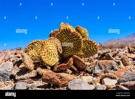 A Cactus Is Growing On A Rocky Surface The Cactus Is Surrounded By