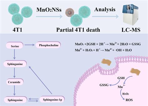 Schematic Illustration Of The Metabolomics Of Mno2 Nss For Chemodynamic