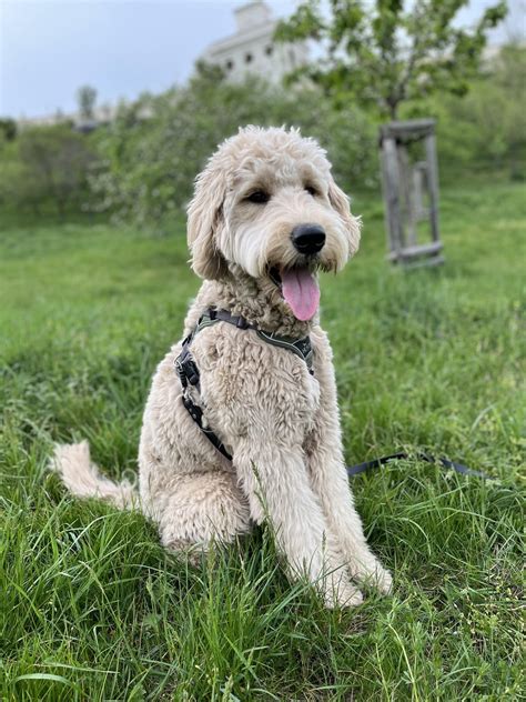 Calvin Is Feeling Pretty Today Rgoldendoodles