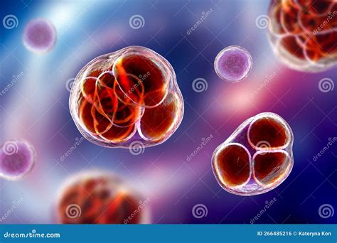 Prototheca Wickerhamii Algae 3d Illustration Causes Infection In