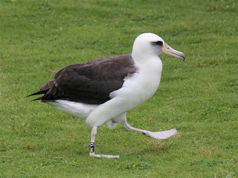 Phoebastria immutabilis Laysan Albatross キタアホウドリ属コアホウドリ Midway Atoll