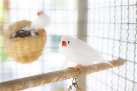 White Zebra Finch Male Or Female