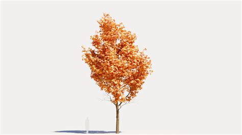 Liquidambar Formosana C 3d Model Turbosquid 2291804