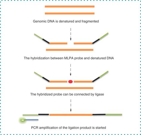 Full Article Advances Of Multiplex Ligation Dependent Probe Amplification Technology In