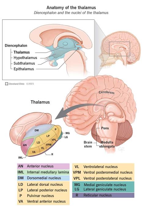 Thalamus Artofit