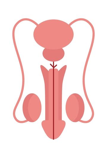 남성 생식 기관 벡터 일러스트 레이 션 프리미엄 벡터
