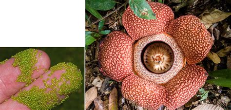 Orchids Emerged In The Northern Hemisphere 83 Million Years Ago