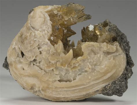 Crystallized Oyster Shell Fossil ID The Fossil Forum