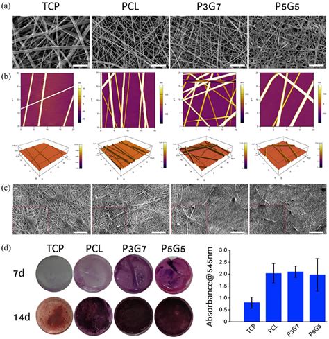 Electrospun Polycaprolactone Pclgelatin Nanofiber Membranes Used To Download Scientific