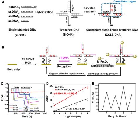 Nucleic Acid Detection With The Branched Dna Probe A Schematic Download Scientific Diagram