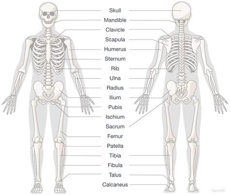 Introduction To The Skeletal System