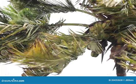 Coconut Tree In Strong Monsoon Wind With Ambient Sound Stock Footage Video Of Areca Coconut
