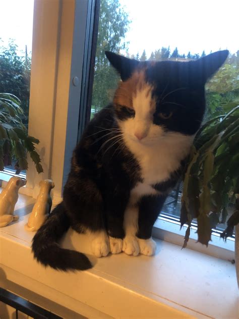 Found My Cat Sitting Like This Kinda Funny How She Arranged Her Paws Like That Rcats