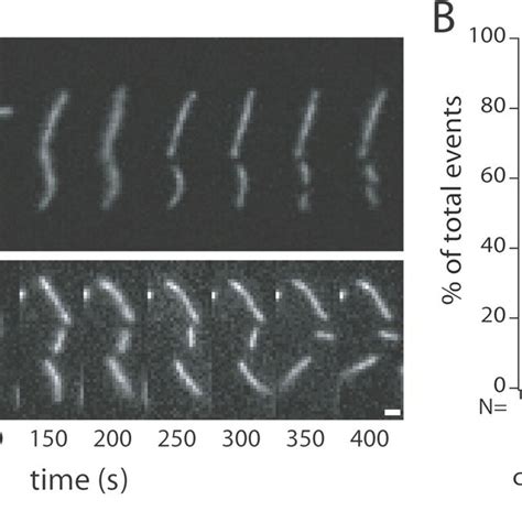 Filament Bursting Is Distinct From Cofilin Mediated Severing A Download Scientific Diagram