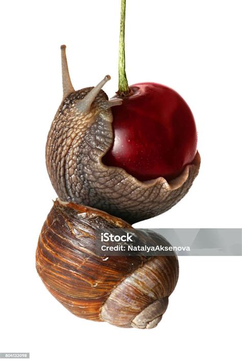 정원 달팽이 흰색 절연입니다 나선 Pomatia 일반적인 이름 부르고뉴 달팽이 로마 달팽이 식용 달팽이 또는 Escargot 흰색 배경에 고립 기어가기에 대한 스톡 사진 및