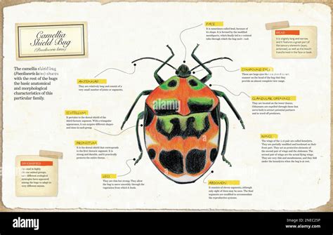 Infographic Of The Anatomy Of Camellia Shield Bug Poecilocoris Latus