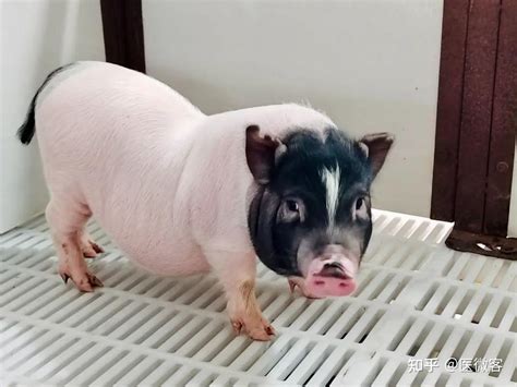 世界首例！我国学者成功开展基因编辑猪肝脏的人体移植 知乎