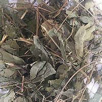 Леспедица | Порівняти ціни та купити на Prom.ua